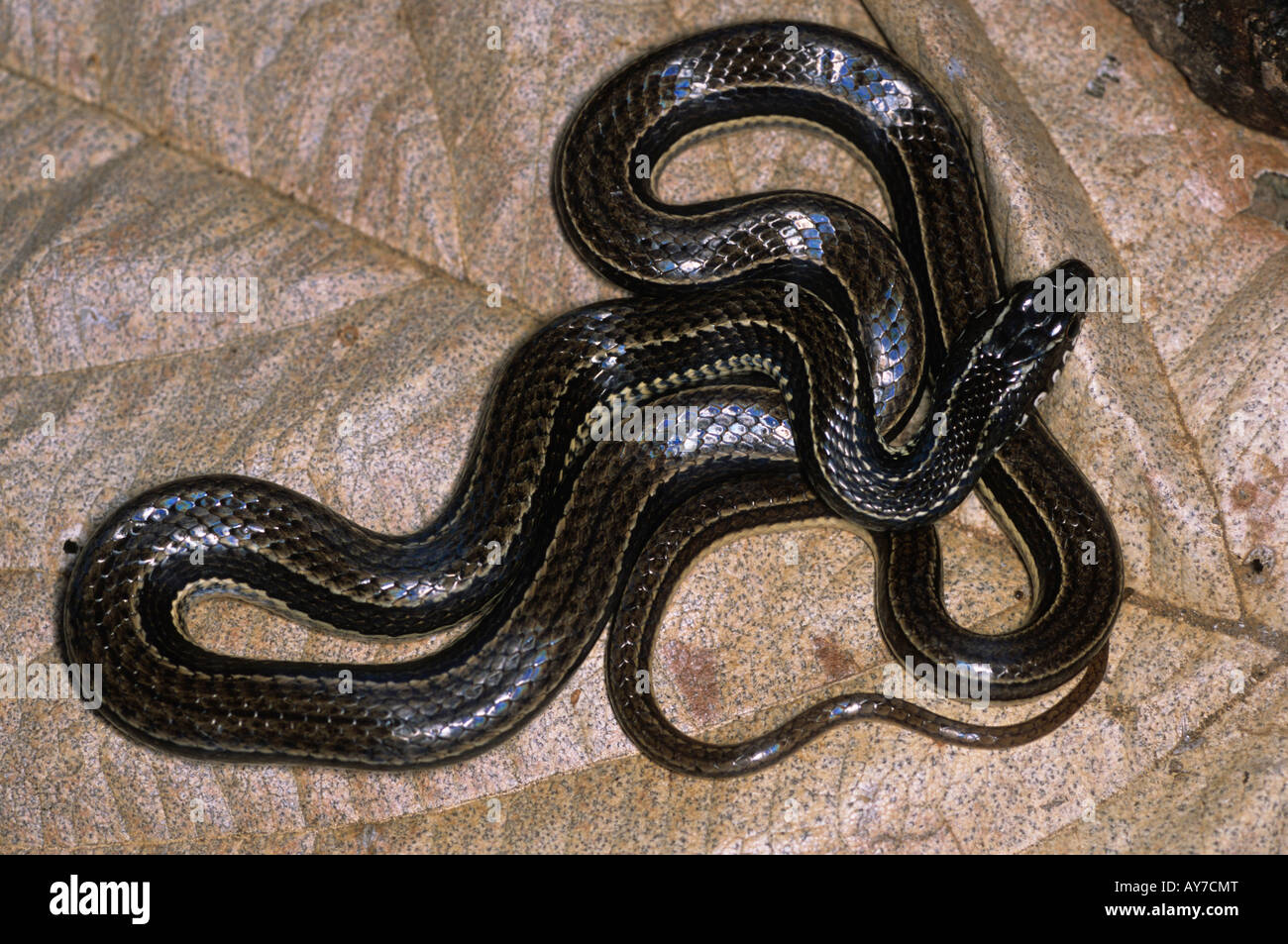 Dunn s road guarder Crisantophis nevermanni Nicaragua Stock Photo - Alamy