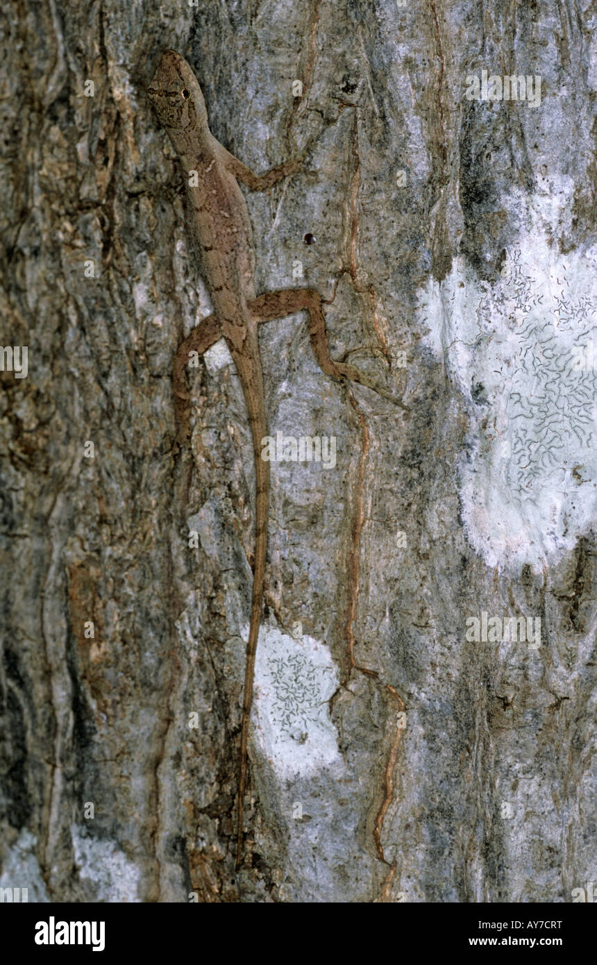 Norops sp hi-res stock photography and images - Alamy