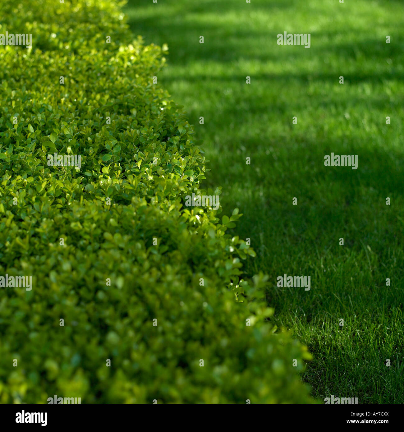 Trim evergreen hedge spring hi-res stock photography and images - Alamy