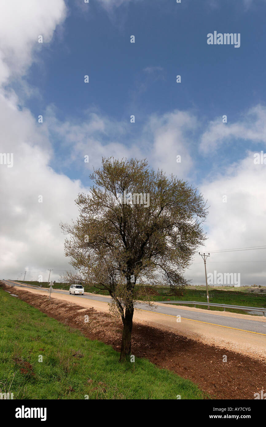 The Golan Heights A lone Almond tree by road 959 Stock Photo - Alamy