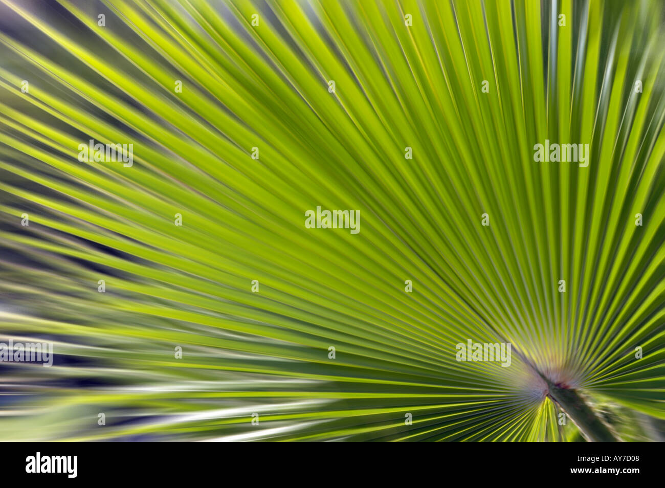 Beautiful fan shaped cactus plant with zoom effect Stock Photo - Alamy