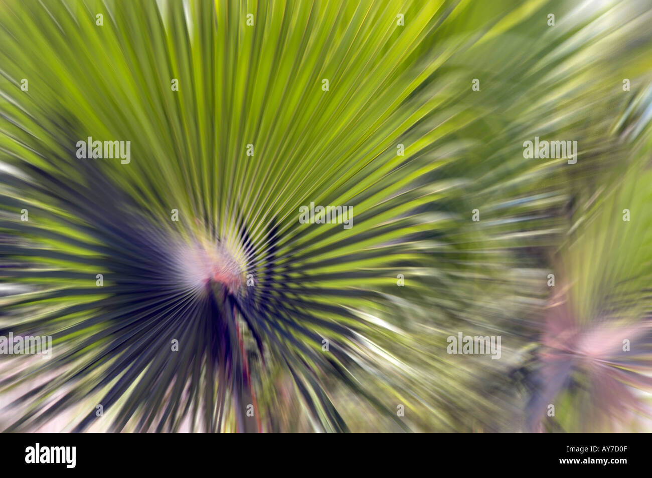 Beautiful fan shaped cactus plant with zoom effect Stock Photo - Alamy