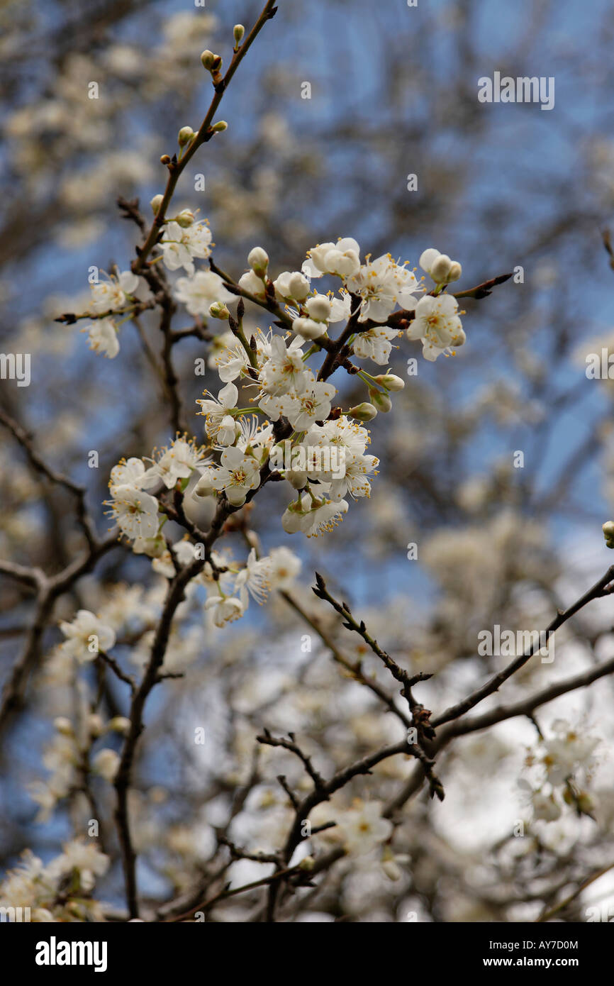 Pyrus syriaca hi-res stock photography and images - Alamy