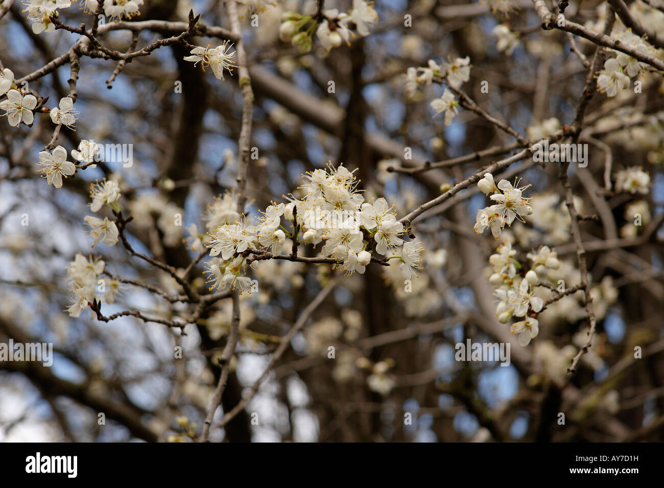 The Golan Heights Flowers of a Syrian Pear tree Stock Photo - Alamy