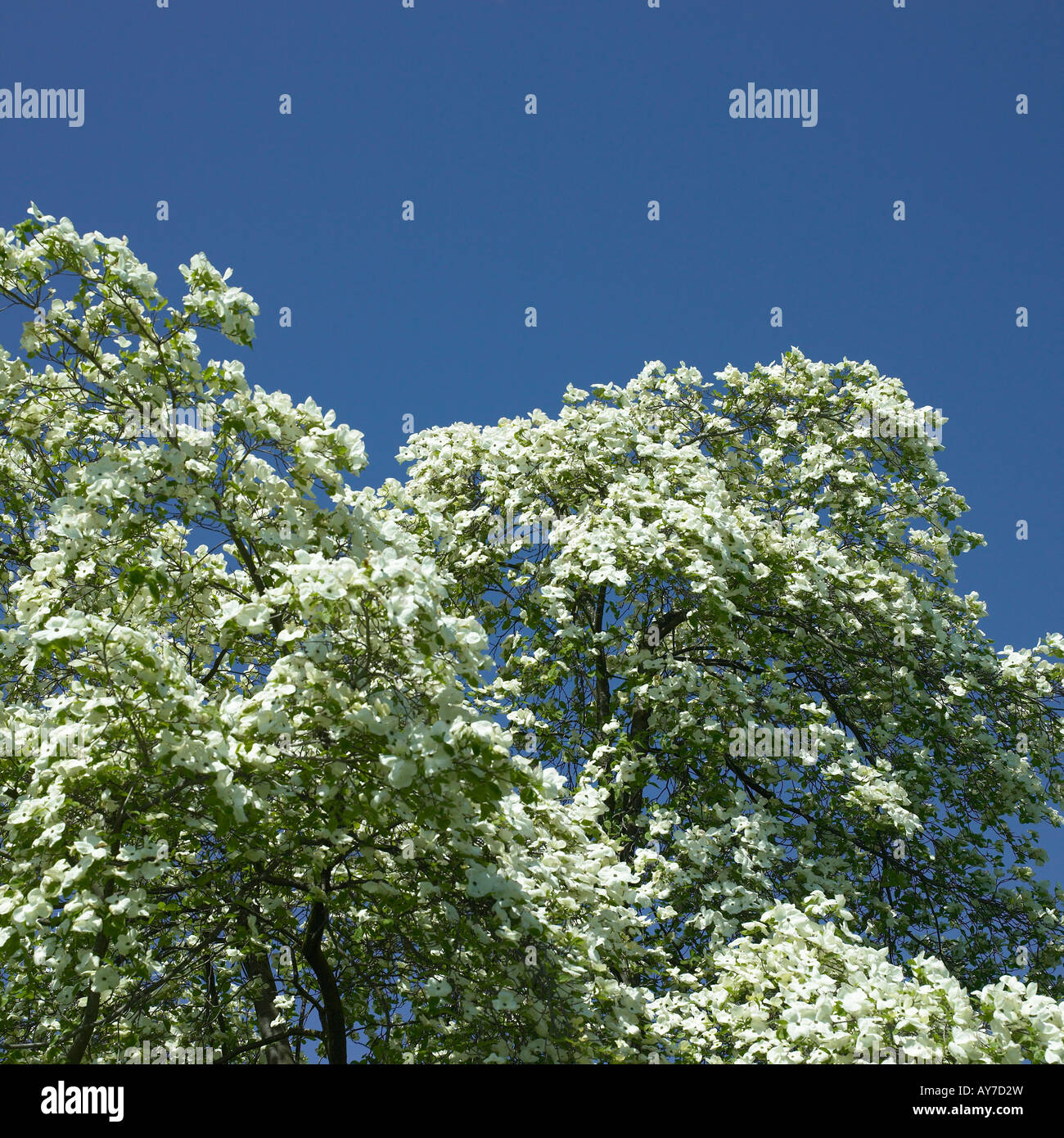 white blossoming tree Stock Photo - Alamy