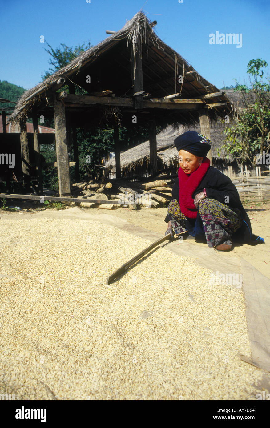 Drying rice moon hi-res stock photography and images - Alamy