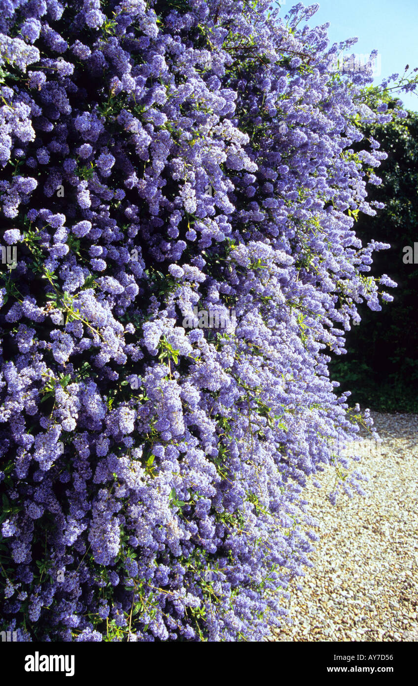 Large Blue Ceanothus garden plant Stock Photo - Alamy