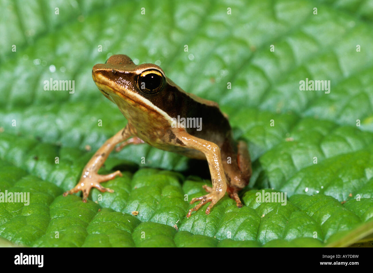 Frog Rana warszewitschii Nicaragua Stock Photo - Alamy