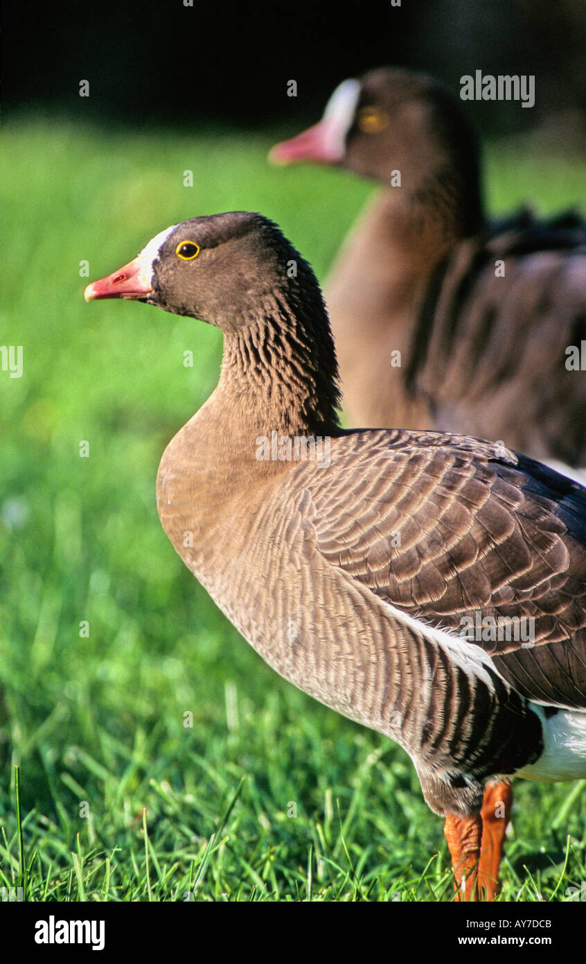Lesser white fronted goose Anser erythopus Stock Photo - Alamy
