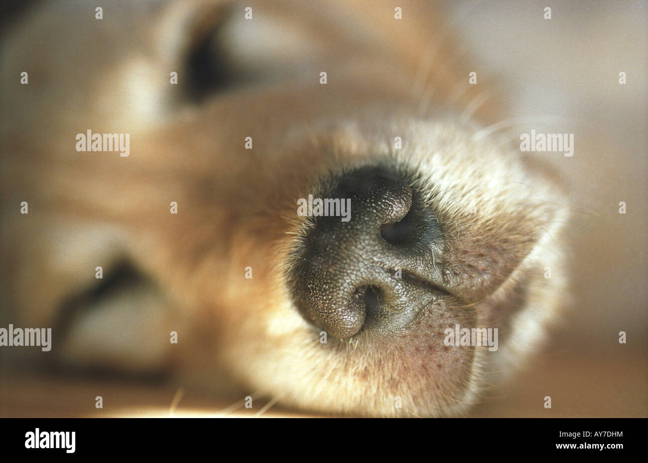 Golden Retriever dog lip Stock Photo - Alamy