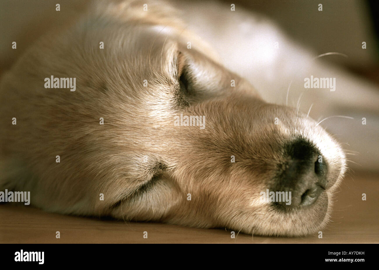 Golden Retriever dog lip Stock Photo - Alamy