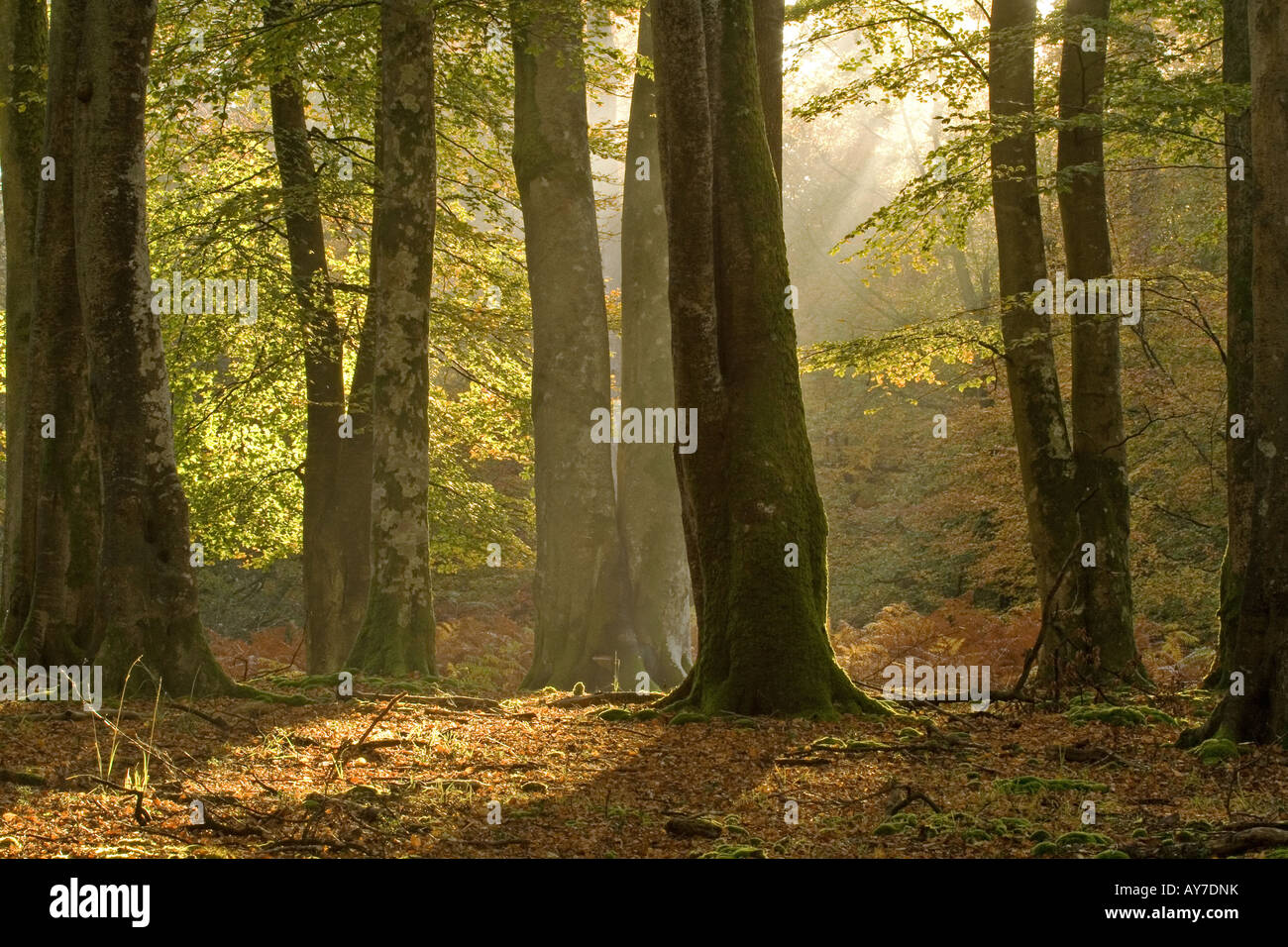 New forest Autumn colours with light rays shinning through trees Stock ...