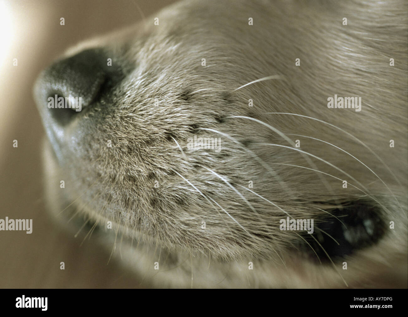 Golden Retriever dog lip Stock Photo - Alamy
