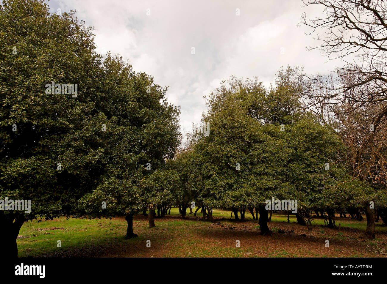 Golan Heights Odem Forest Stock Photo - Alamy