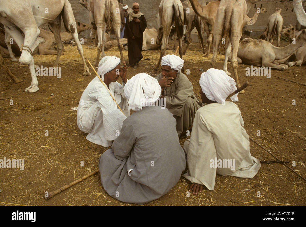 Four camel traders surrounded by camels, squat on the ground to discuss ...