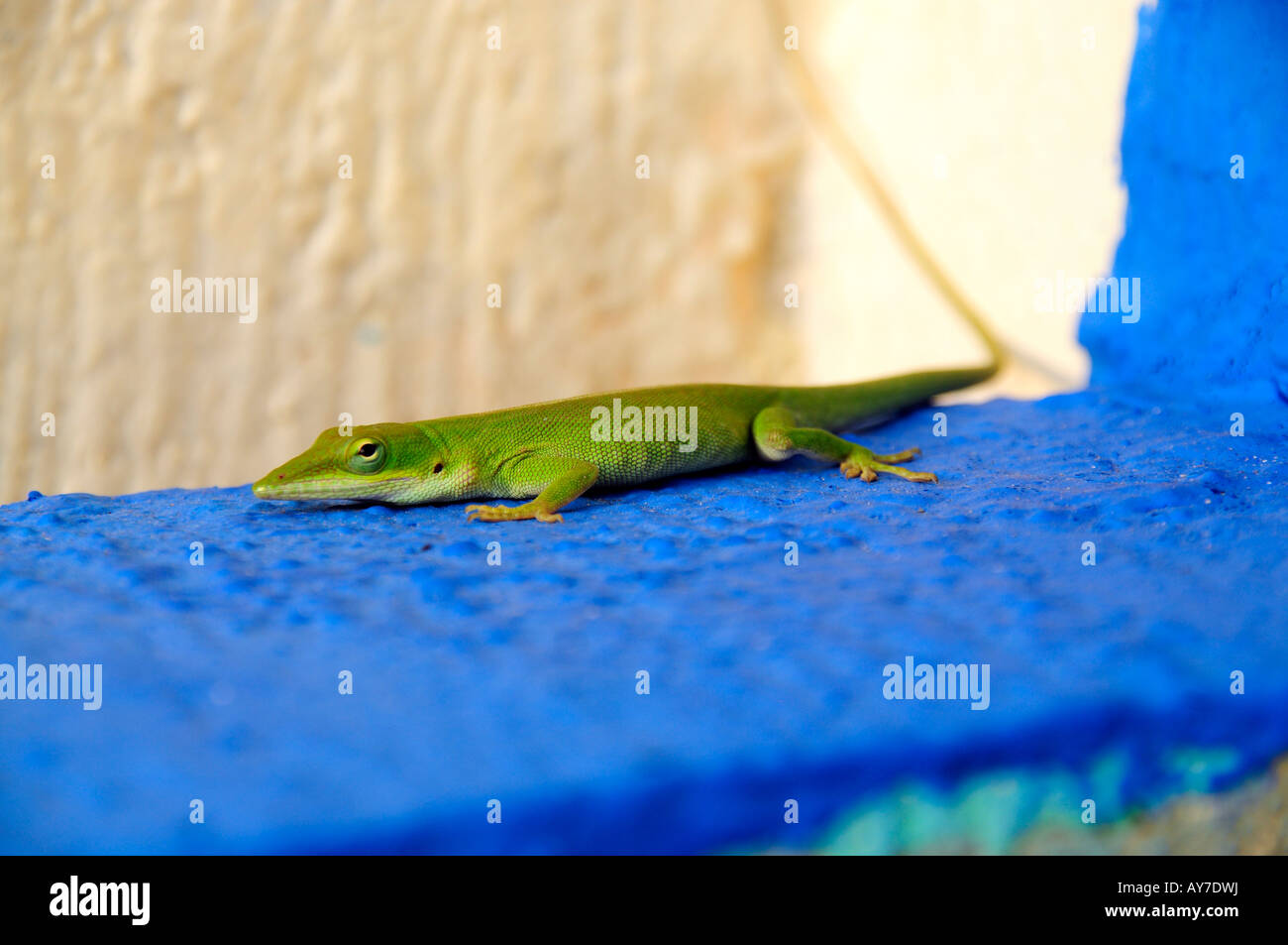 Blue Anole Lizard High Resolution Stock Photography and Images - Alamy