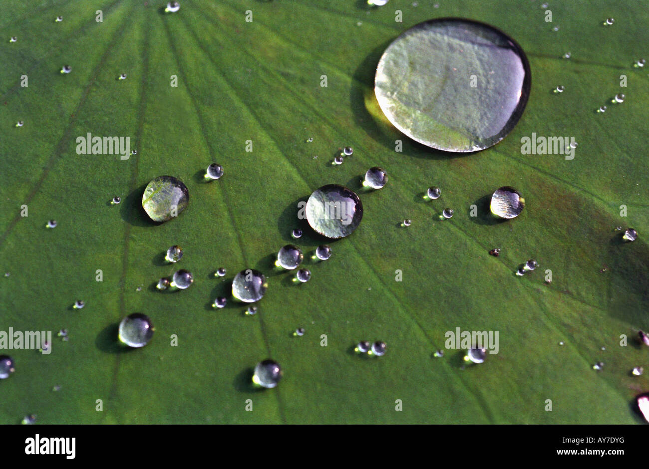 Water drop on a plant Stock Photo - Alamy