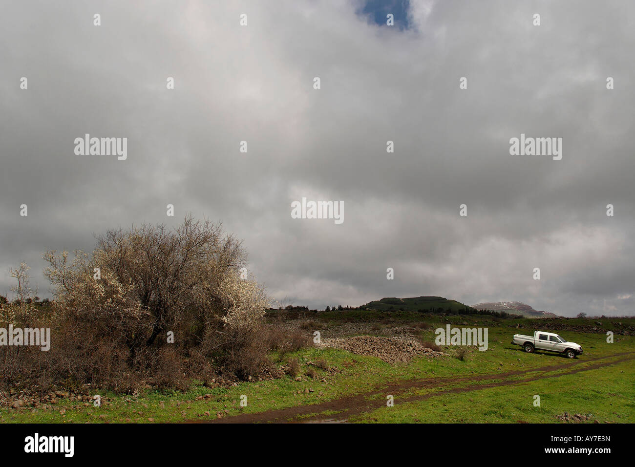 The Golan Heights Syrian Pear trees Stock Photo - Alamy