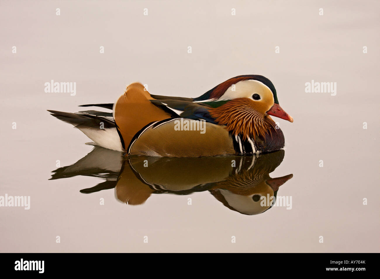 Mandarin duck with mirror reflection Stock Photo - Alamy