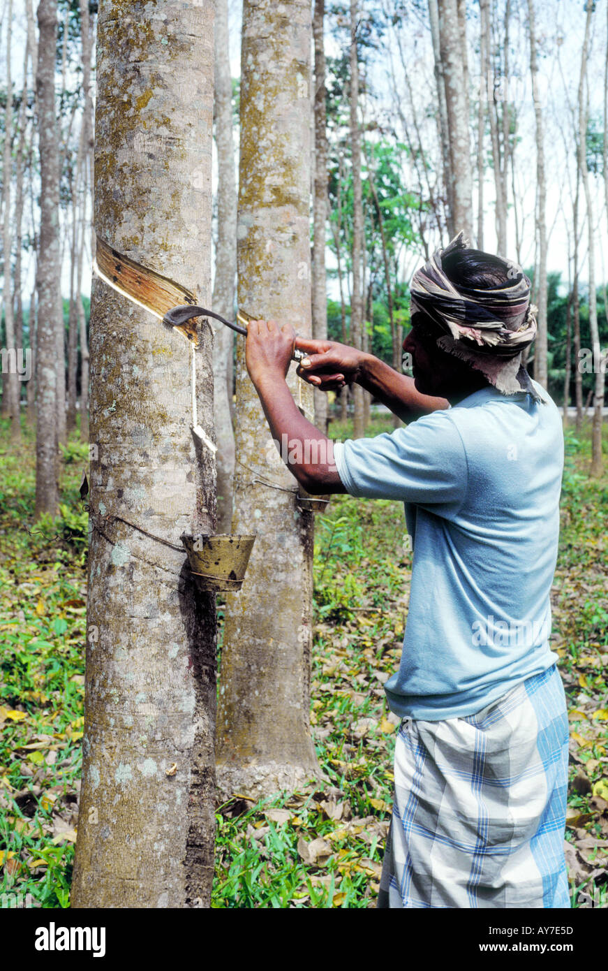 Malaysian Rubber tapper at work in rubber plantation Stock Photo - Alamy