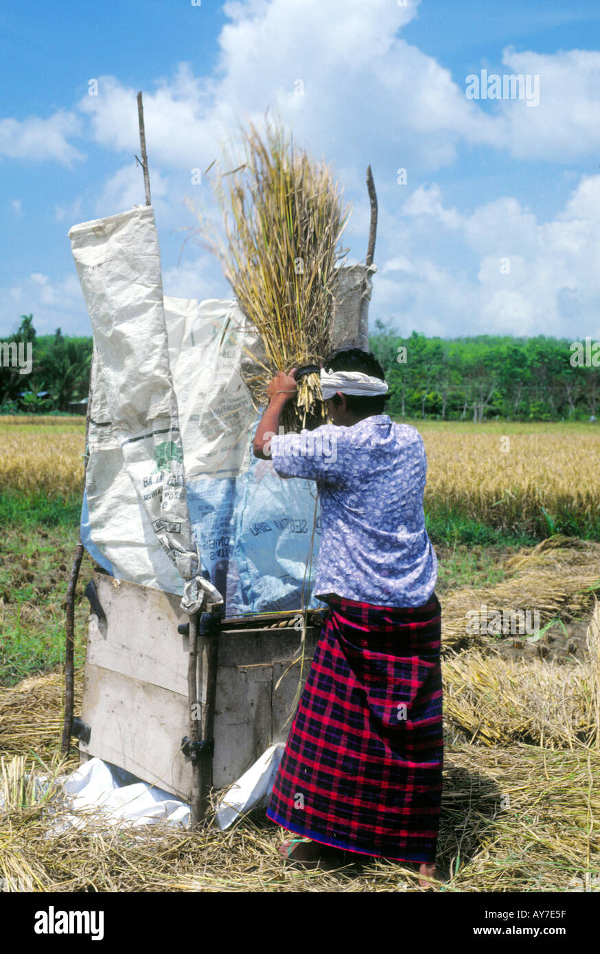 Malaysian farmer hi-res stock photography and images - Alamy