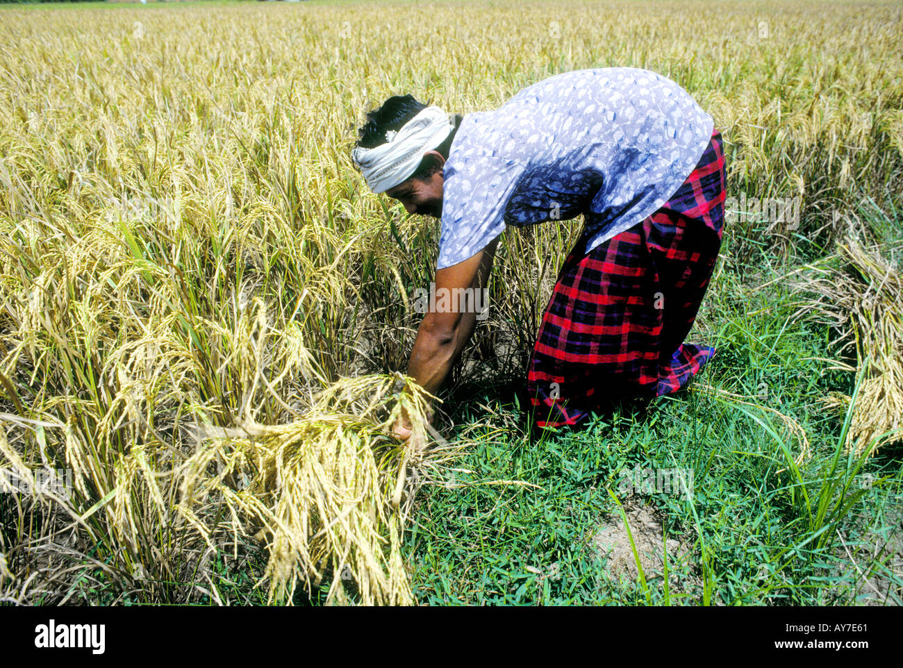 Malaysian farmer harvesting rice in field Stock Photo - Alamy