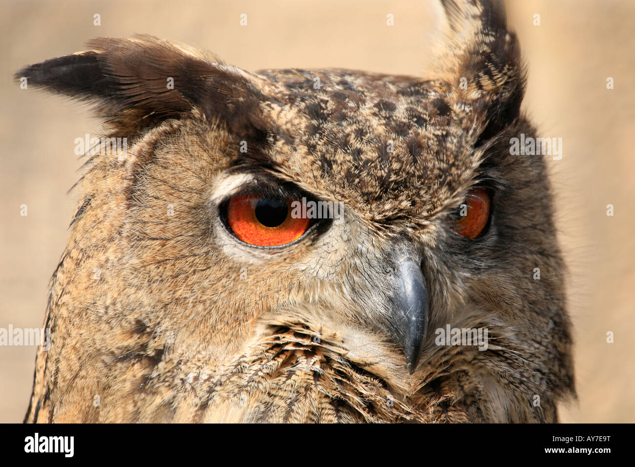 Portrait name hi-res stock photography and images - Alamy