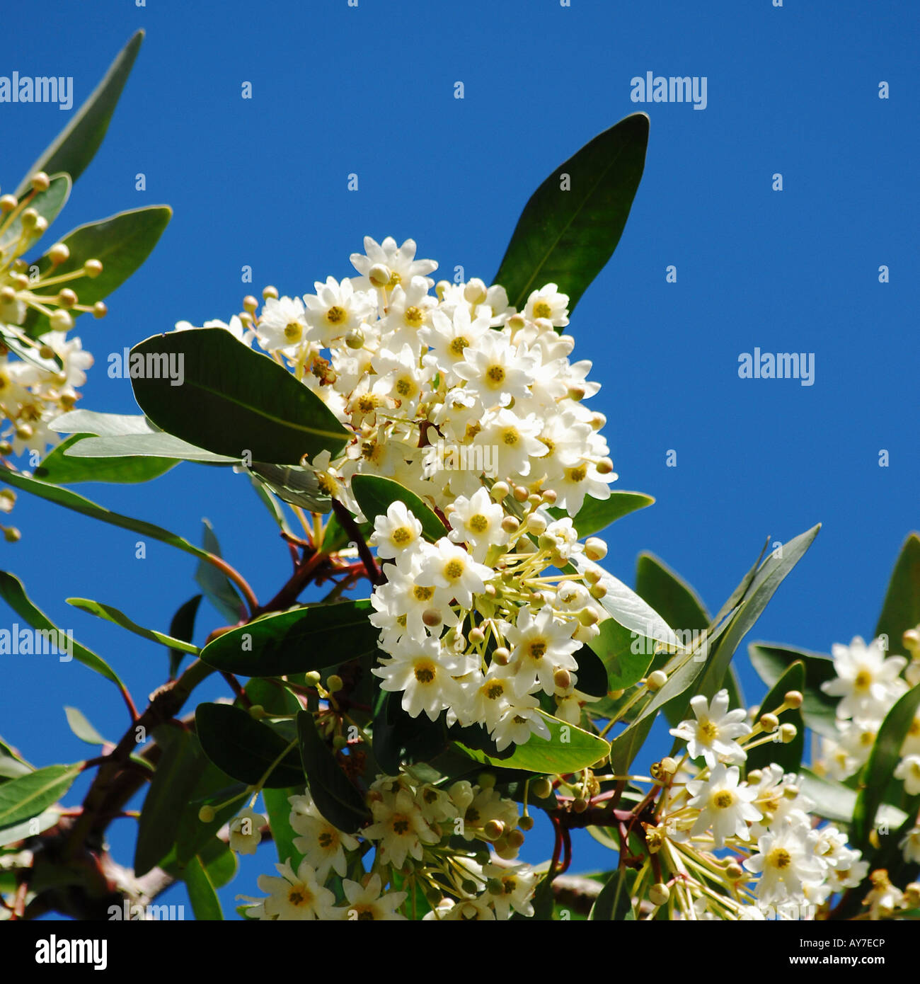 Drimys winteri syn. Wintera aromatica (Winter's Bark Stock Photo - Alamy