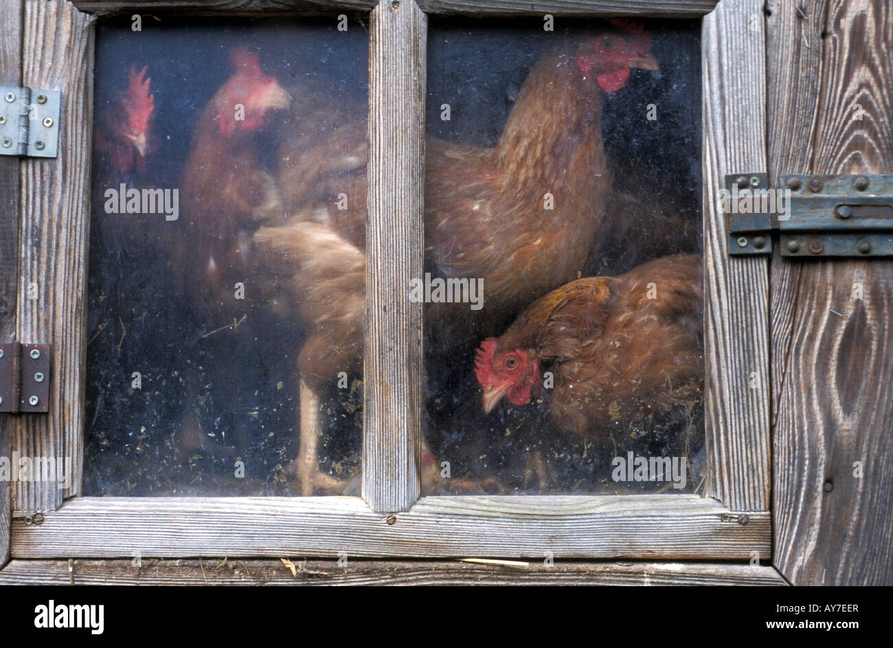 Hen chicken window hi-res stock photography and images - Alamy
