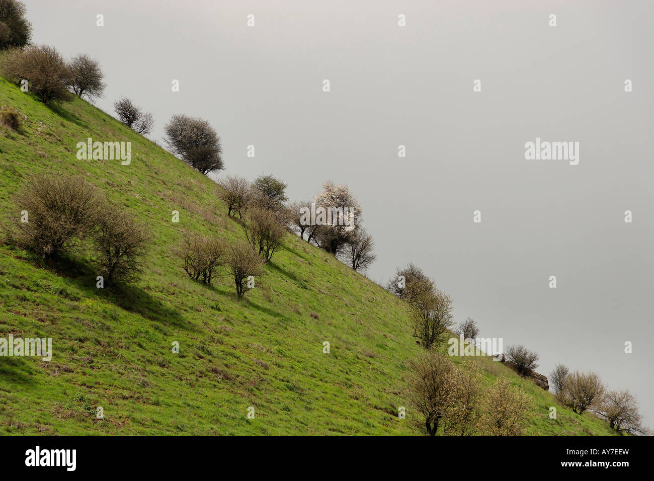 Baron trees hi-res stock photography and images - Alamy