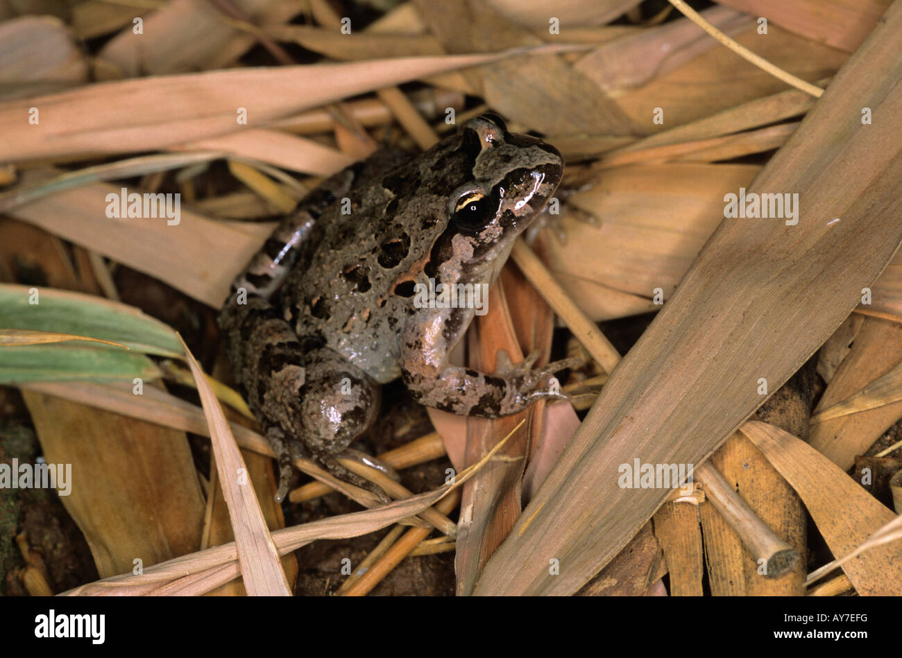 Painted Frog Discoglossus pictus Morocco Stock Photo - Alamy