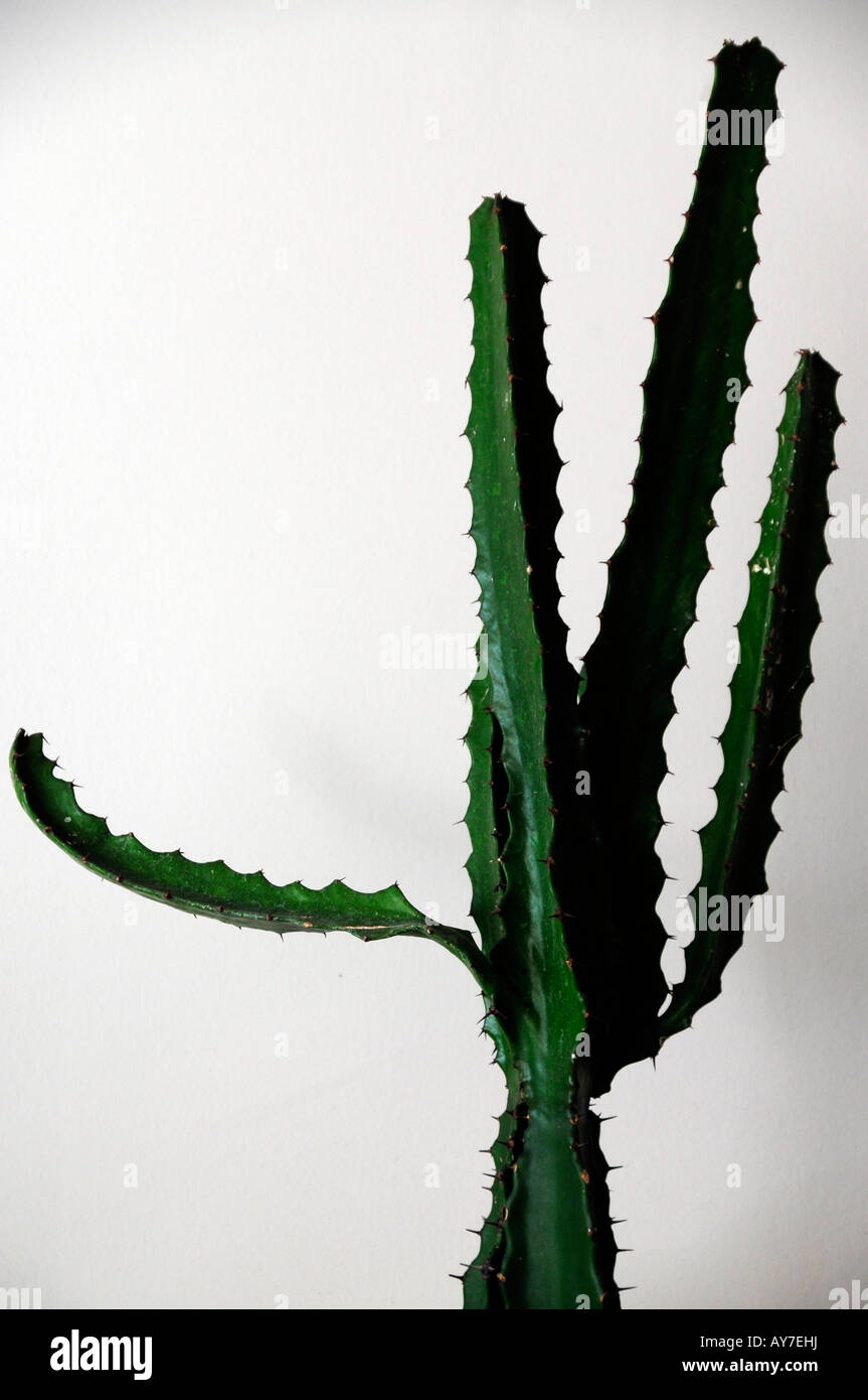 A small cactus, welcoming the suns warmth and nutrient inducing rays ...