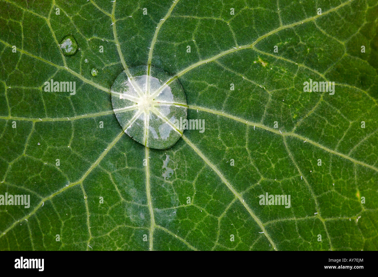 Rain drop on green leaf Stock Photo - Alamy