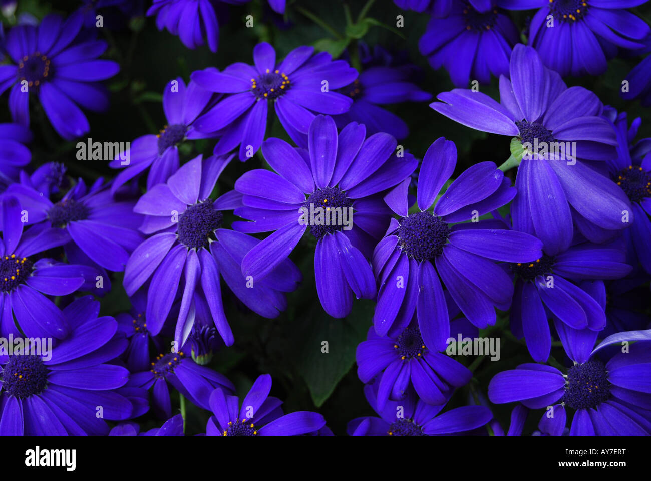 A bunch of blue Spring flowers Stock Photo - Alamy