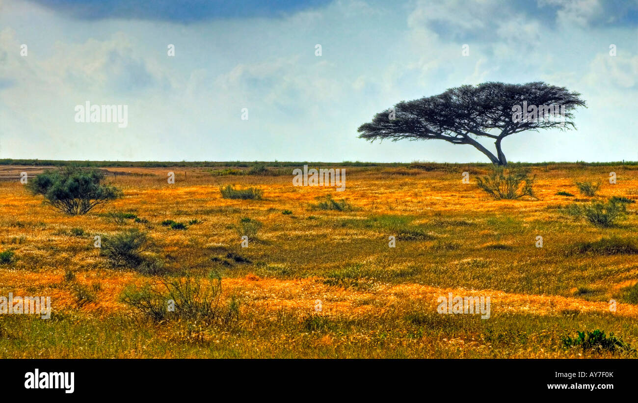 Lone Acacia Tree Stock Photo - Alamy