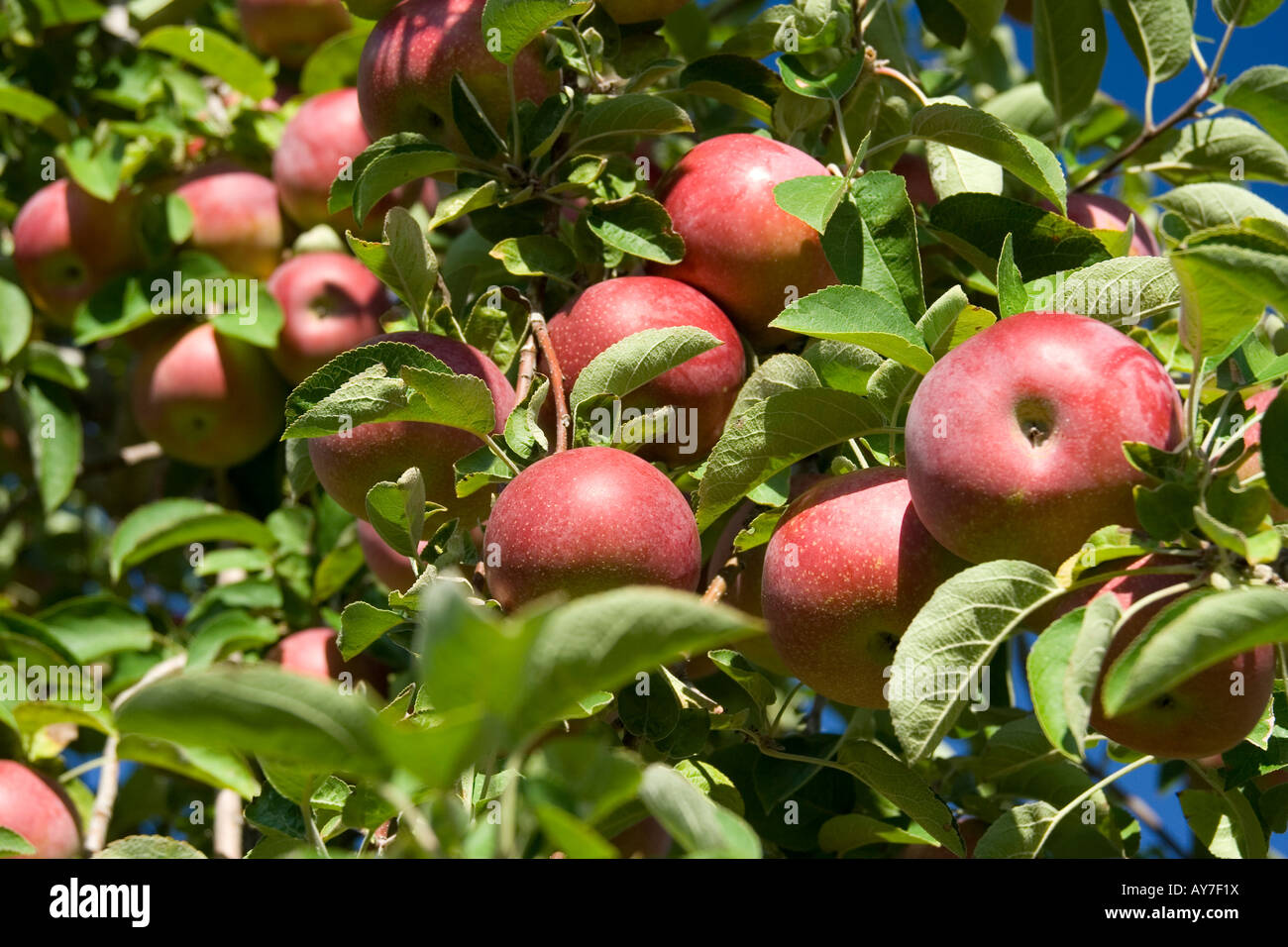 Photo of a large group of apples growing in a tree Stock Photo - Alamy