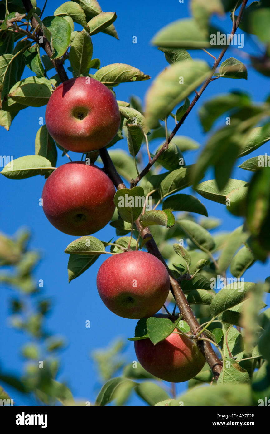 4 red apples growing on an single branch of an apple tree Stock Photo ...