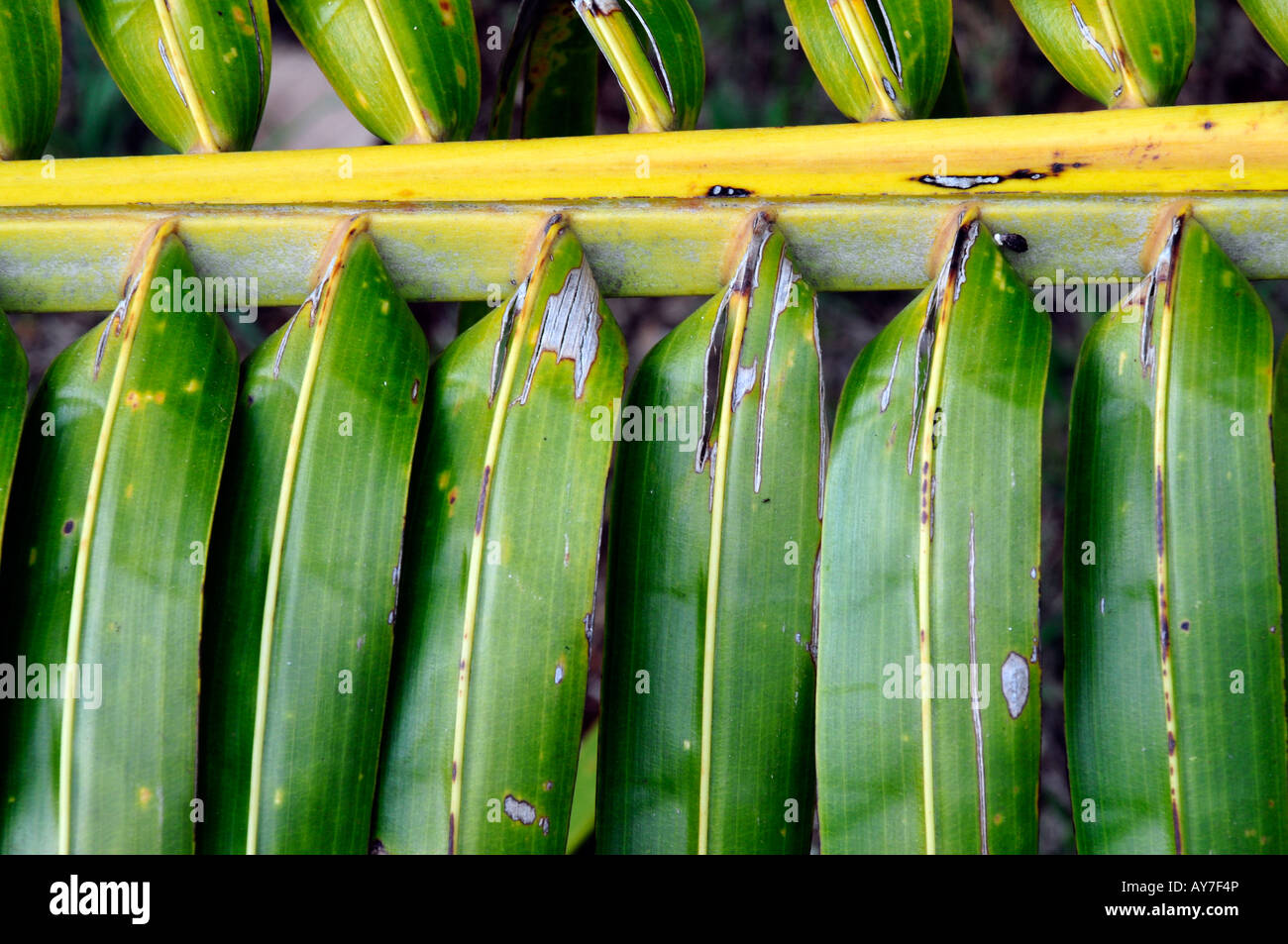 A palm branch, sitting lazily in Cuba's morning sun, waiting for ...