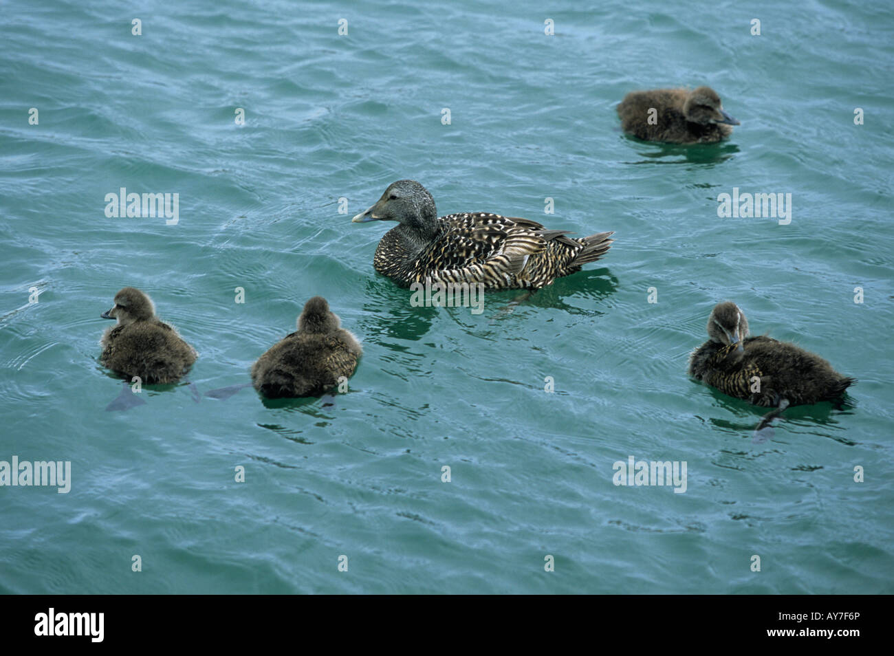 Female Eider duck and chicks Somateria mollissima Iceland Stock Photo ...