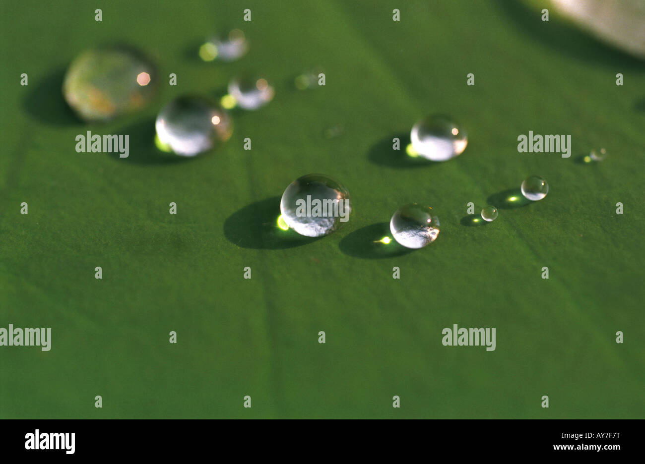 Water drop on a plant Stock Photo - Alamy