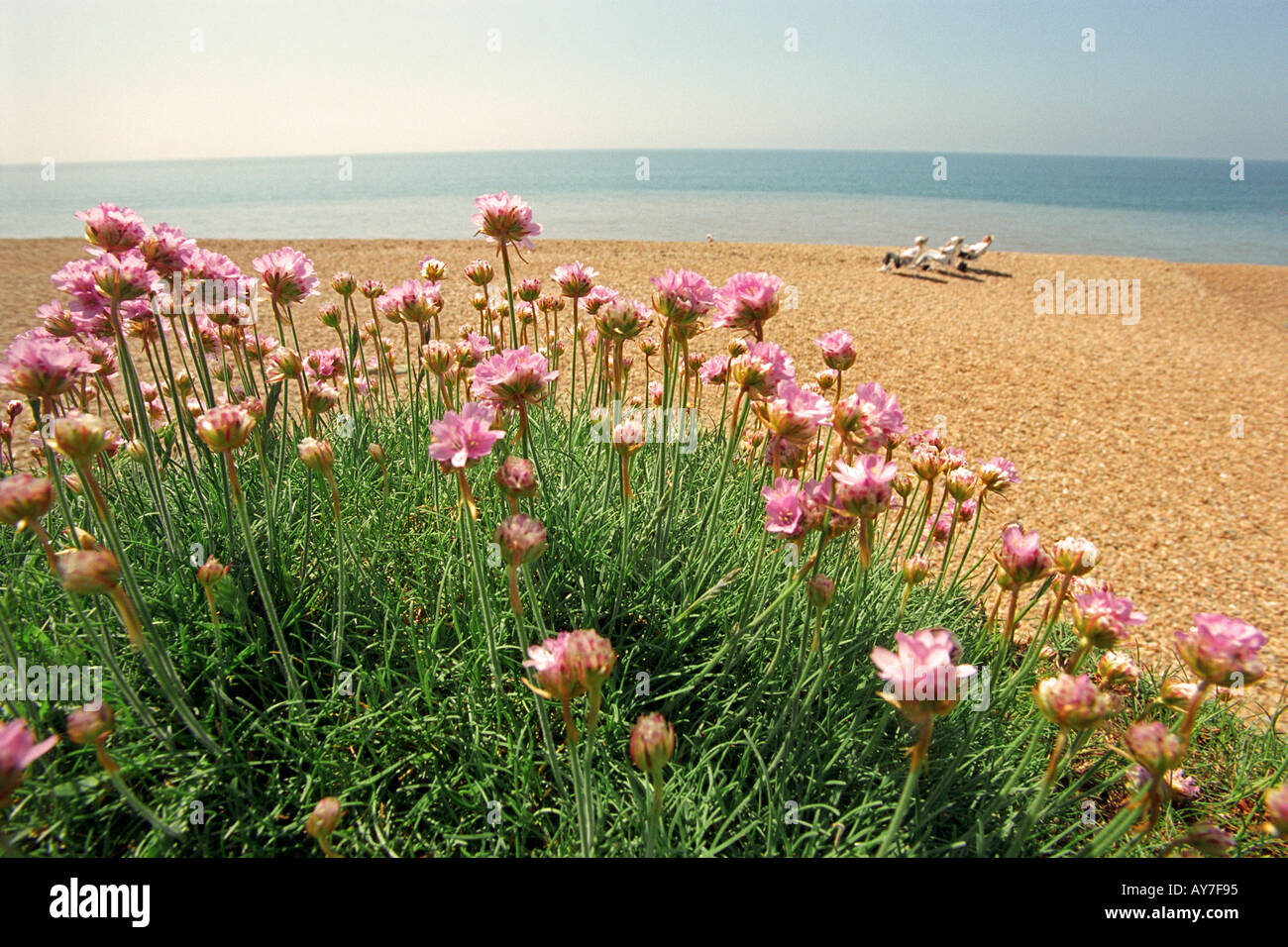 Seatown Beach in Dorset Britain UK Stock Photo - Alamy