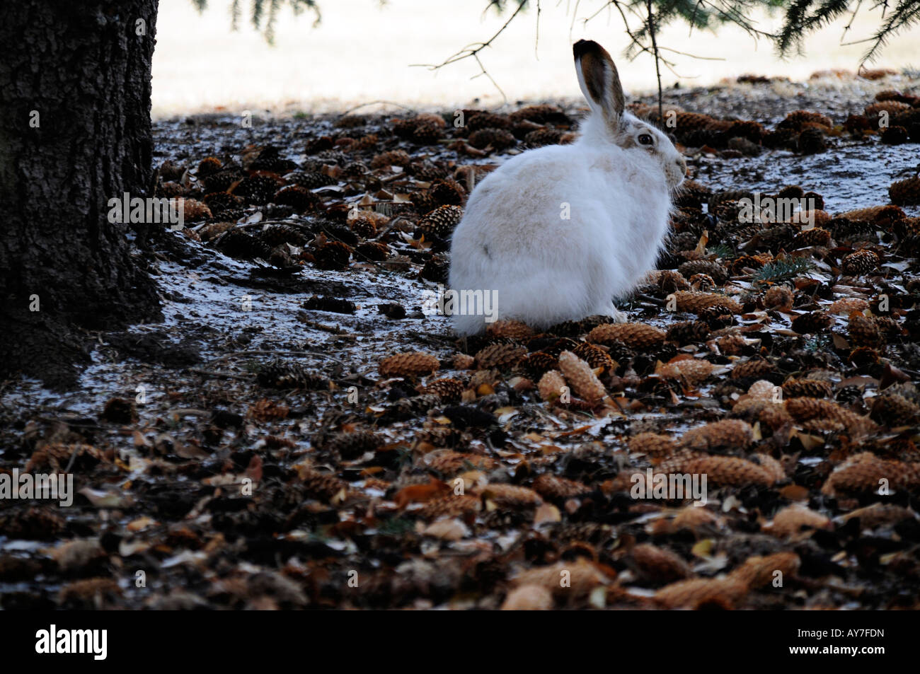 Rabbit under tree hi-res stock photography and images - Alamy