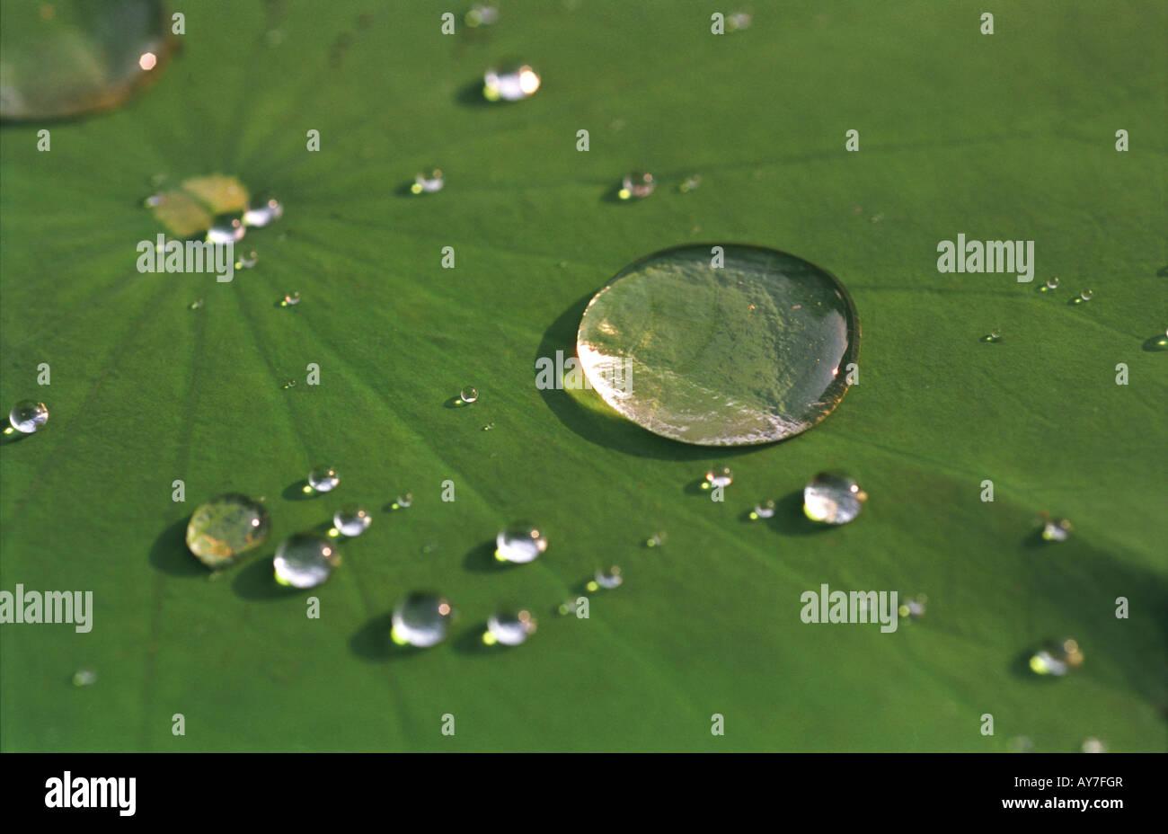 Water drop on a plant Stock Photo - Alamy