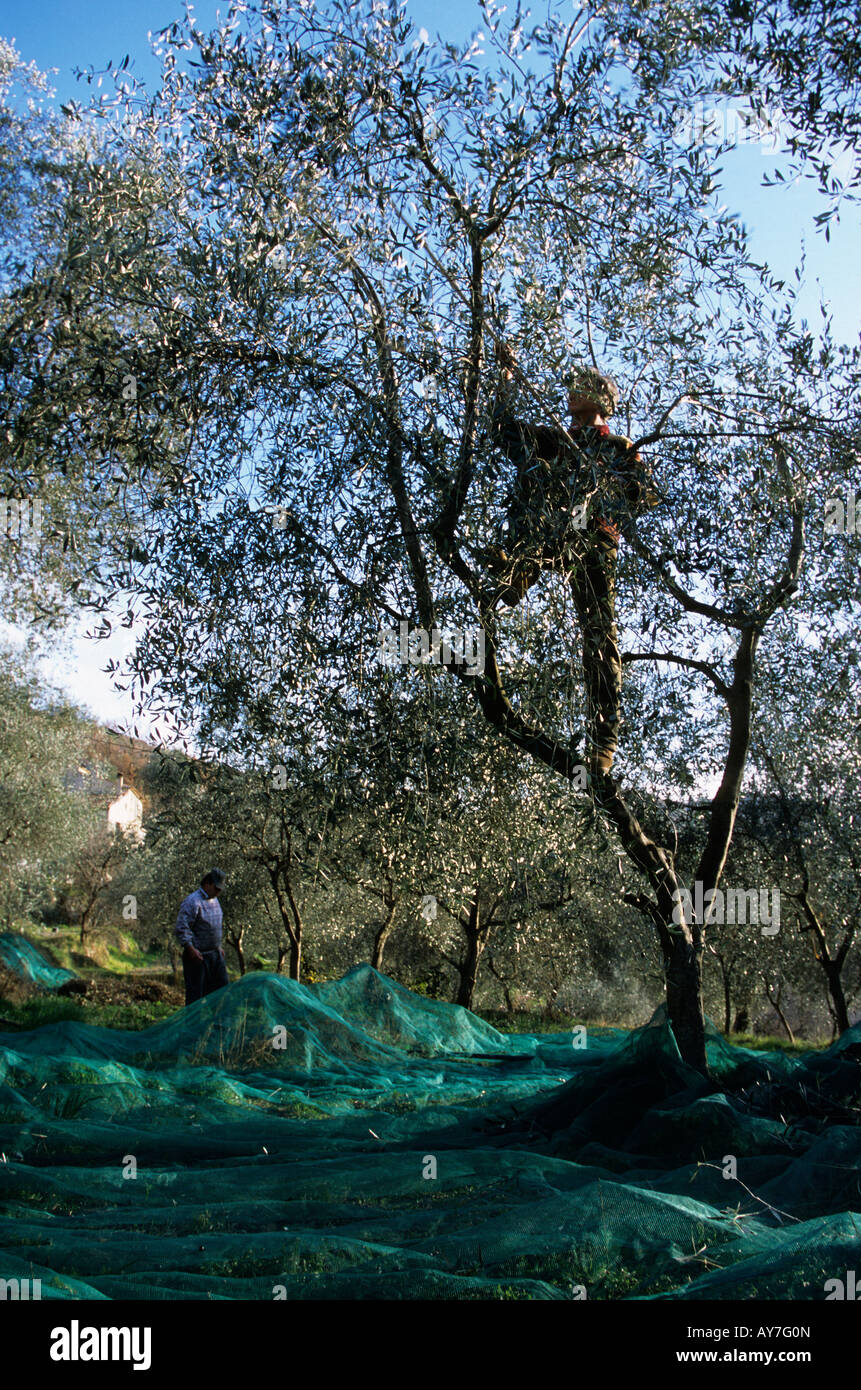 Farmer with collected olives hi-res stock photography and images - Alamy