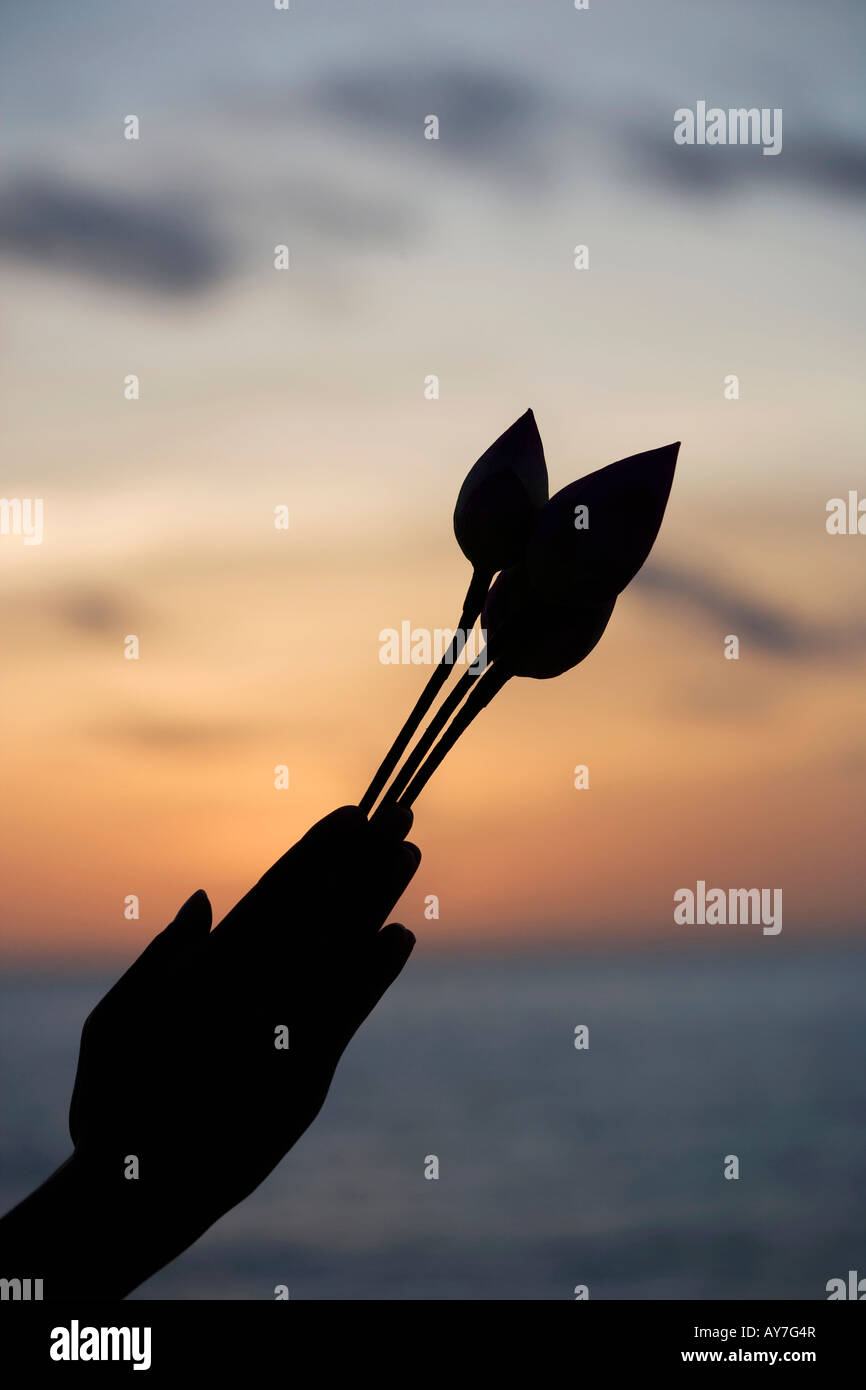 Male lotus hi-res stock photography and images - Alamy