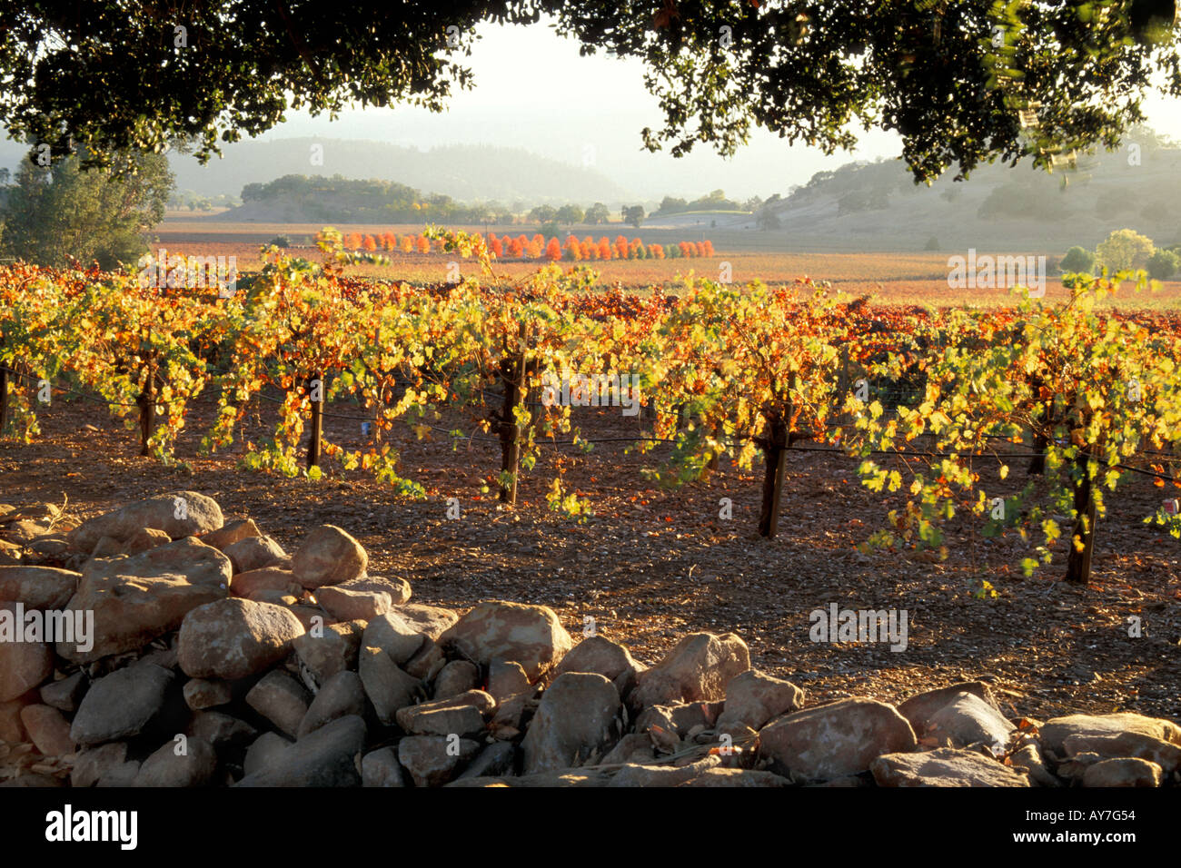 Grape no wall hi-res stock photography and images - Alamy