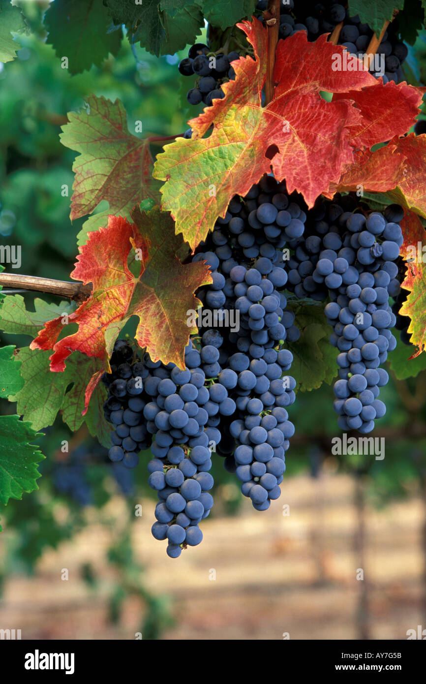 big clusters of juicy wine grapes ready for harvest in the vineyards of ...