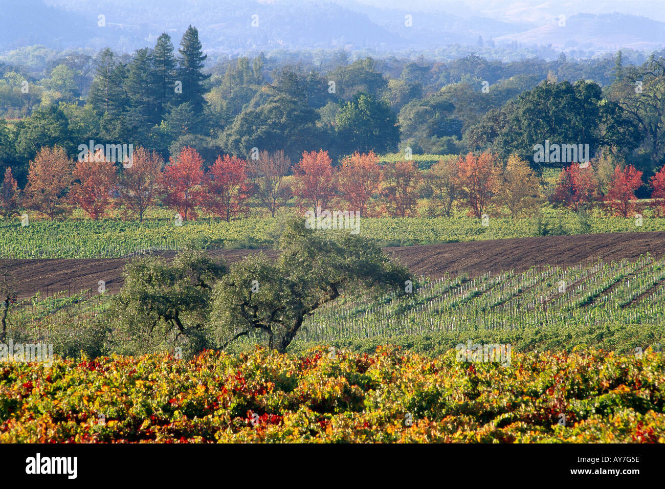 Alexander Valley vista of wine country vineyards in fall colors showing ...