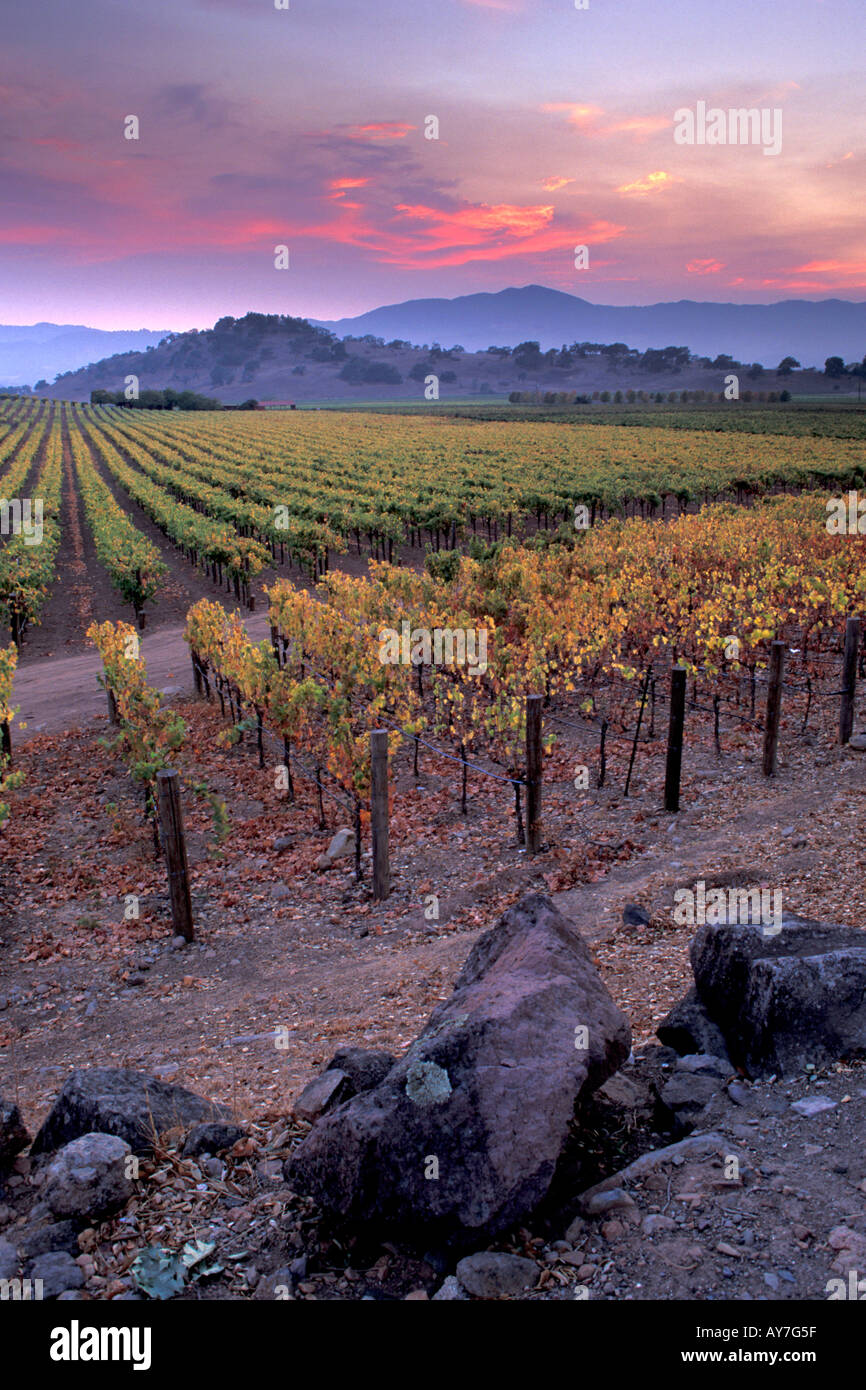 colorful sunrise and morning light in the Napa Valley vineyards during ...