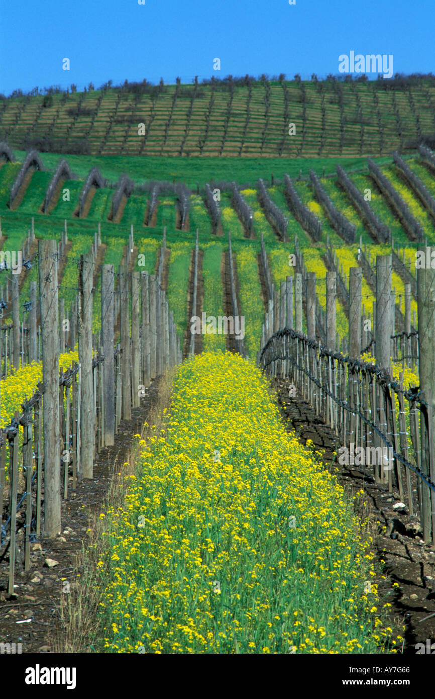 mustard blooming in spring in a vineyard showing rows of grape vines in ...